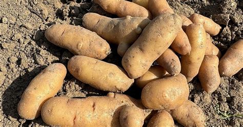 Bamberger Hörnla Was Kartoffel so besonders macht und wo du