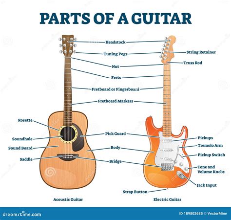 Partes De Ilustraciones Vectoriales De La Estructura Acústica Y De La