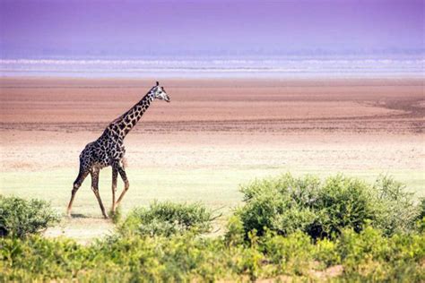 7 Days Aberdare Samburu Lake Nakuru Masai Mara Safari Unique Zanzibar