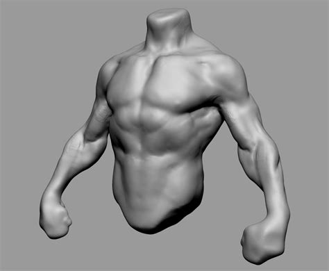 3D Male Torso Model TurboSquid 1430539