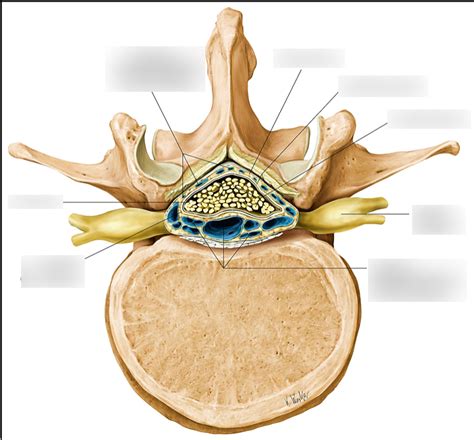 Lumbar Transverse Section Diagram Quizlet