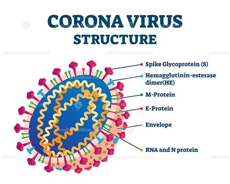 Labelled Diagram Of A Virus A Level Biology