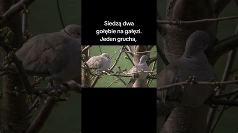 Nie patrz w górę gołąb ptaki zwierzęta śmieszne zabawne żart