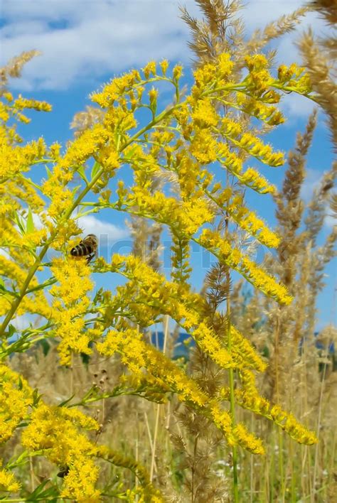Nice Gule vilde blomster og biernes mellem højt græs om sommeren marken