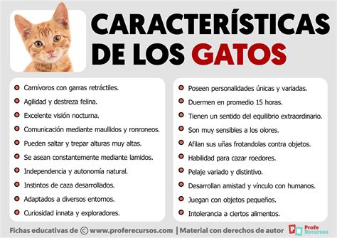 Características de los Gatos