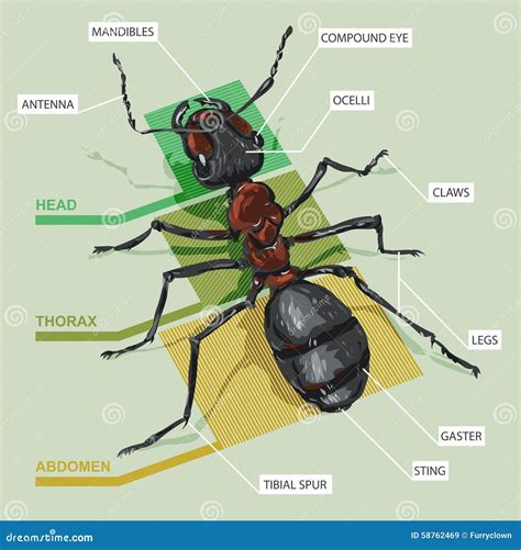 Scientific Diagram Of An Ant