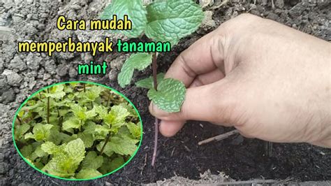 Cara Paling Mudah Memperbanyak Tanaman Mint Ala Kang Japra Youtube