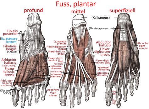 muskel flexor digiti minimi brevis fuß Yogabuch