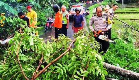 Pohon Tumbang Di Bobotsari Tutup Akses Jalan