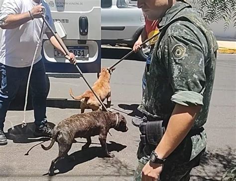 Justiça concede liberdade provisória a homem preso por maus tratos a