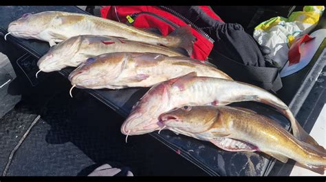 SIB Fishing UK With My New Hydrus 3 At Beadnell Bay In Northumberland