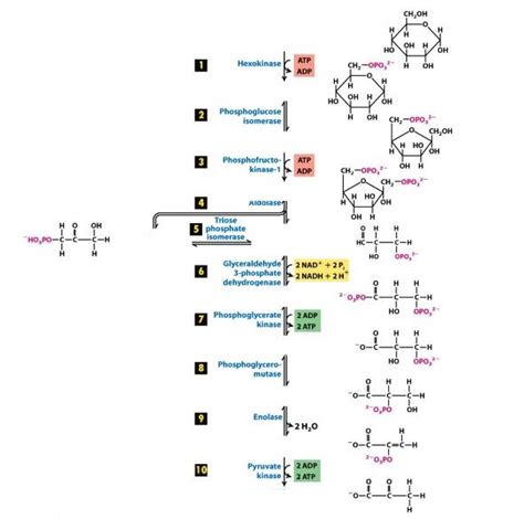 Biochemistry II Module Of The MCAT Self Prep ECourse Lesson 1