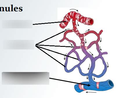 Types Of Blood Vessels Diagram Quizlet
