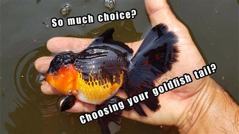 Goldfish Tail Types The Differences Between Them Youtube