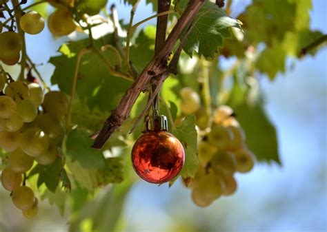 De D Nde Viene La Tradici N De Tomar Uvas En Nochevieja Huelva