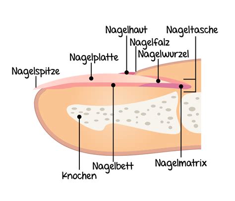 Nagelmanie Alles Rund Um Deine N Gel