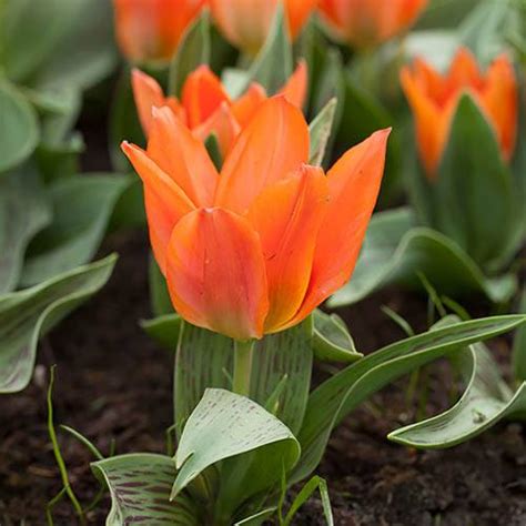Tulip Tulipa Orange Toronto Garden Plants And Tools