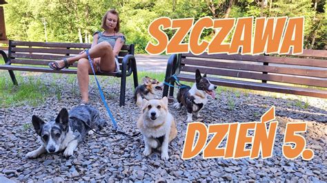 Szczawa nadal upalna przyniosłem trochę grzybów pieski w chustach