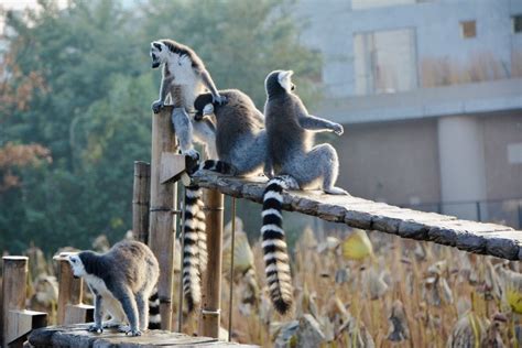 En Güzel Çizgi Film Pornoları Zoo Animal Erotik Forced pornosu