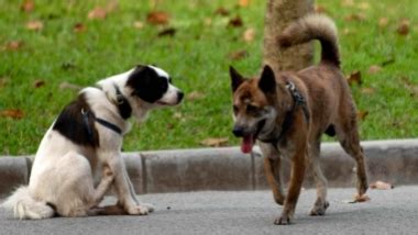 Chó thả rông nhan nhản trong công viên người Hà Nội vừa tập thể dục