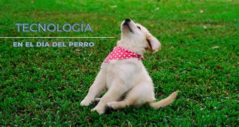 Hoy es el Día mundial del perro y esta es la tecnología que te puede