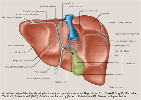 Anatomy Of The Liver Surgery Oxford International Edition