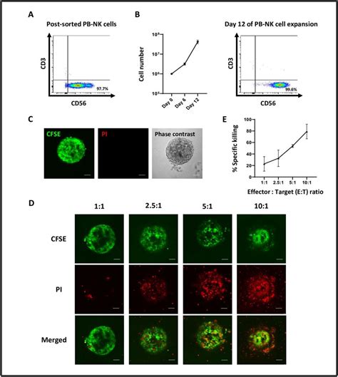 Evaluation Of NK Cell Cytotoxic Activity Toward 3D Tumor Spheroids A