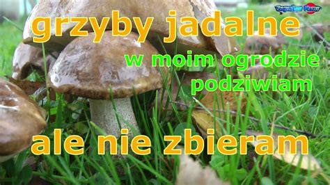 Grzyby Jadalne W Moim Ogrodzie Podziwiam Ale Nie Zbieram YouTube