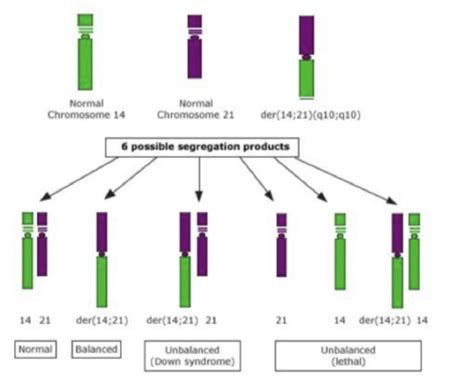 Chromosomal Abnormalities Flashcards Quizlet