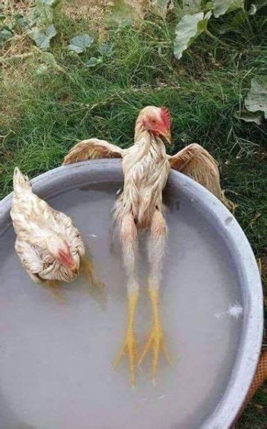Sexy Chicken Memes Imgflip