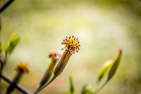 Free Images Nature Branch Blossom Sunlight Leaf Flower Petal