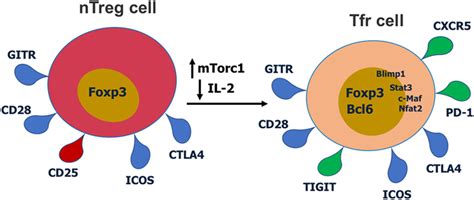 Frontiers Unexpected Help Follicular Regulatory T Cells In The