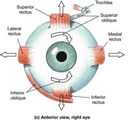 Lecture Anatomy Of The Eye Flashcards Quizlet
