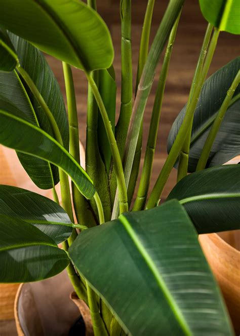 Pianta Sterlizia La Pianta Tropicale Artificiale Di Qualit Arte Fiore