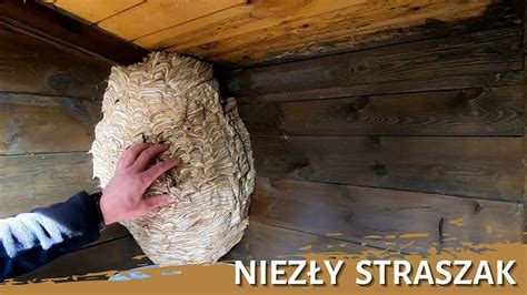 Niezły straszak usuwanie gniazda likwidacja gniazda gniazdo