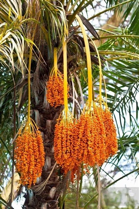 List Of Best Palm Fruits Fruits From Palm Trees