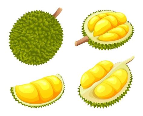 Premium Vector Set Of Fresh Whole And Half Cut Durian Illustration