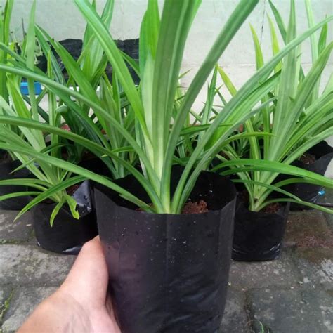 Jual Bibit Pandan Wangi Tanaman Daun Suji Pandan Betawi Pewarna Hijau