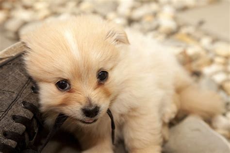 Cachorros Pequenos Conhe A Ra As Que N O Crescem Muito