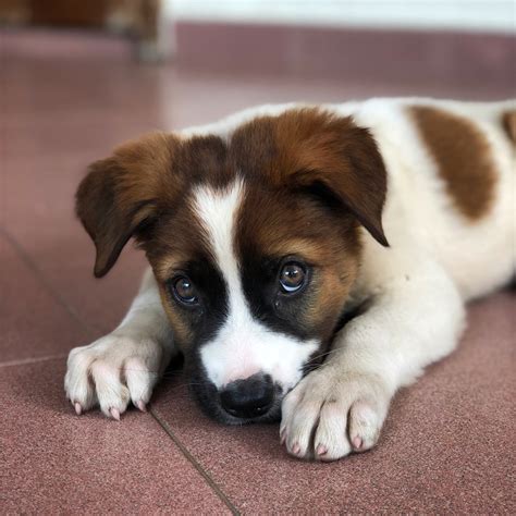 Quelle est la race de chien idéal pour vous 6 façons de bien la choisir