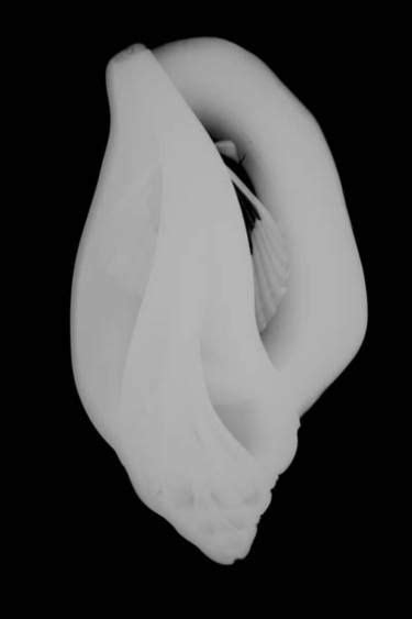 Elegant Shell Black And White X Ray Photography Print Plexiglass