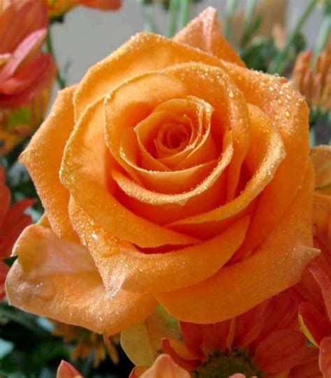 Have You Ever Seen 60 Different Colors Of Roses Rose Orange Orange
