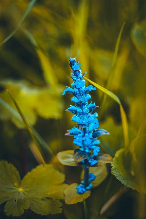 Flores Azules Primavera Foto Gratis En Pixabay Pixabay