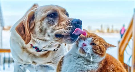 Como Acostumbrar A Un Gato A Vivir Con Un Perro