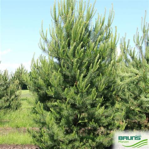 Pinus sylvestris Gewöhnliche Kiefer Wald Kiefer Föhre von Bruns Pflanzen