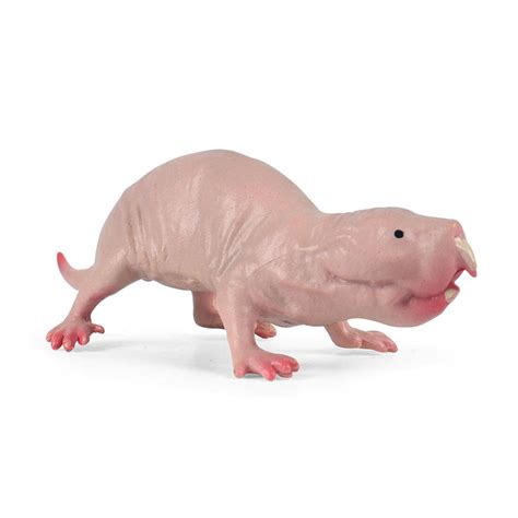 Rata Topo Desnuda La Extinci N