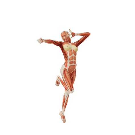 Pose 01GBVYJ8NNXE8S37HK849RHDTV Féminin Debout Danse Rotation du