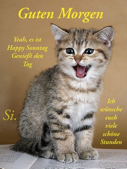 Pin von Helena auf Wochentag wünsche Guten morgen katze Guten morgen