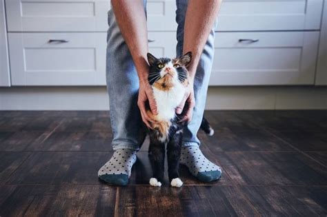 Por qué mi gato me sigue a todas partes Mininos es