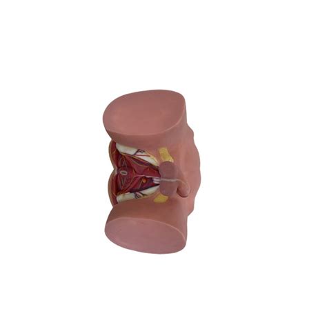 China Male Perineum Soft Silicone Anatomy Model Manufacturers Suppliers